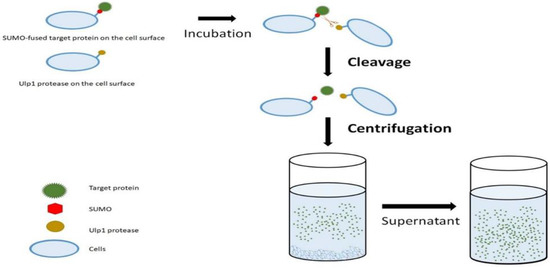 A Mini Literature Review on Current Advancements in Protein ...