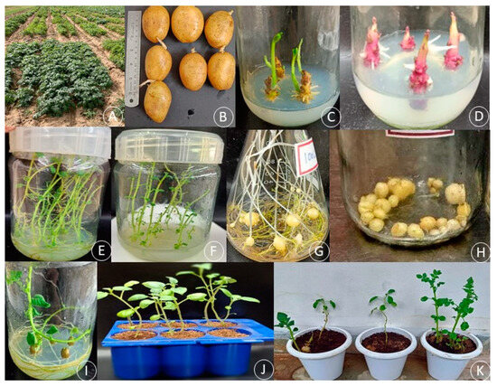 Optimizing Microtubers Production for Sustainable Potato Cultivation in ...