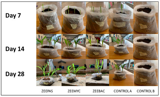 Formulation and Evaluation of Sugarcane-Bagasse-Based Biocontrol Agents ...
