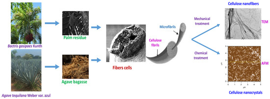Nanocellulose and Its Application in the Food Industry