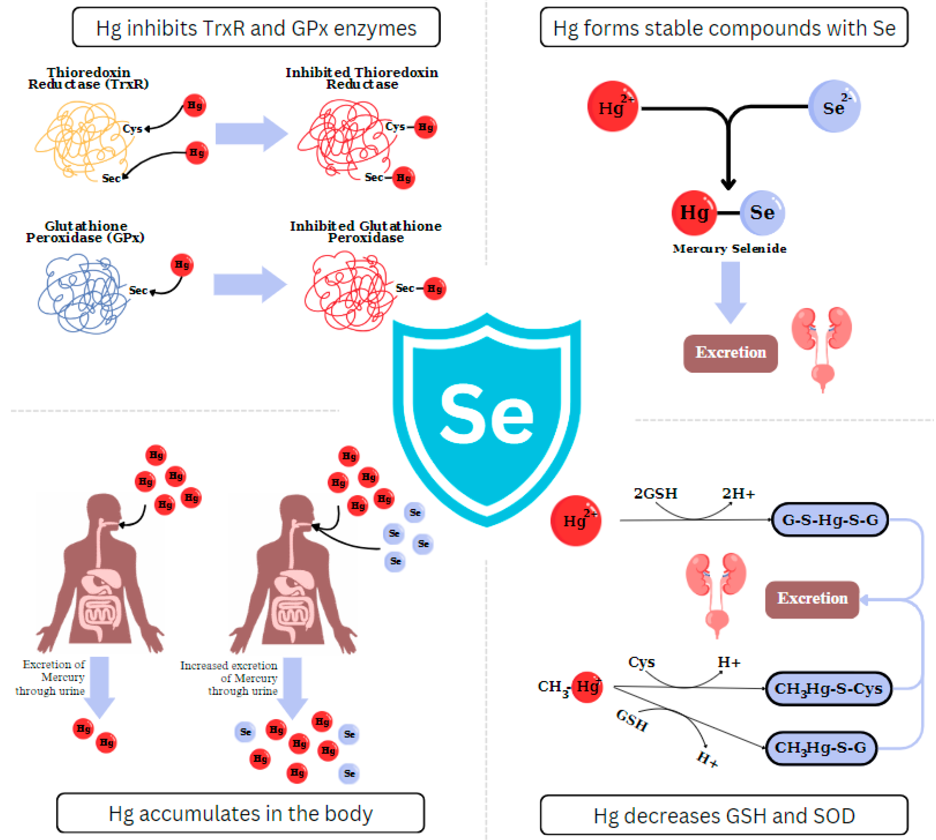 Protection of Selenium Against Methylmercury in the Human Body: A Comprehensive Review of ...
