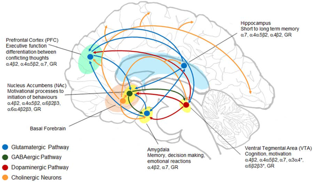Brain Sciences | September 2015 - Browse Articles