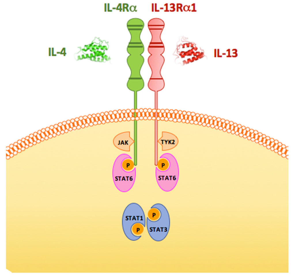 Neuroimmunology of the Interleukins 13 and 4