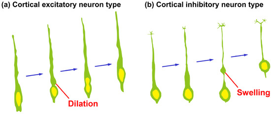 Morphological and Molecular Basis of Cytoplasmic Dilation and Swelling ...