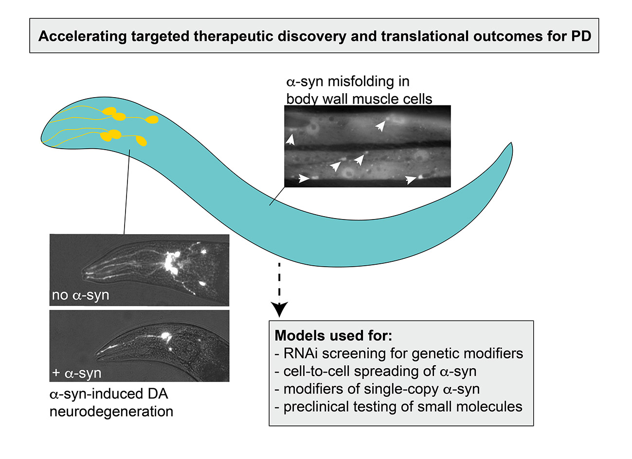 Brain Sciences | Free Full-Text | Found in Translation: The Utility of ...