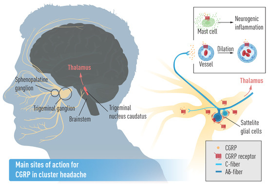 Calcitonin Gene-Related Peptide (CGRP) and Cluster Headache