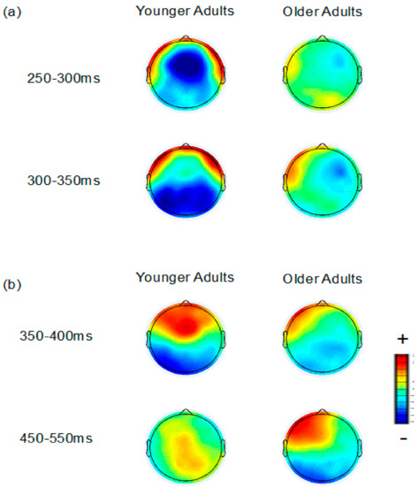 The Effect of Aging on the ERP Correlates of Feedback Processing in the ...