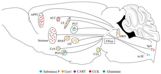 Involvement of Centrally Projecting Edinger–Westphal Nucleus ...