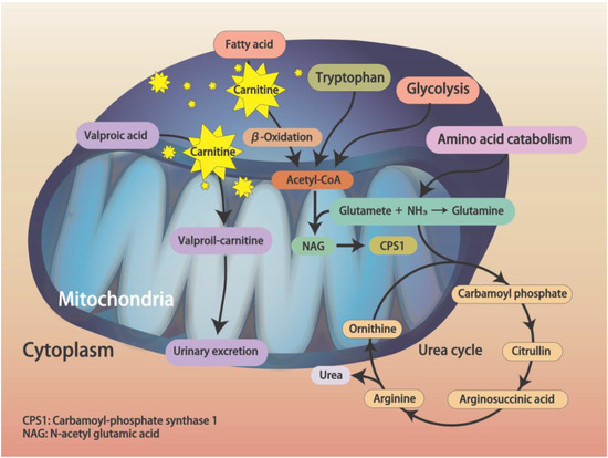 Valproic Acid-Induced Hyperammonemic Encephalopathy in a Patient with ...