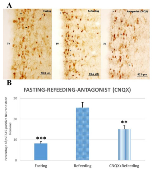 Glutamatergic Activation of Neuronostatin Neurons in the ...