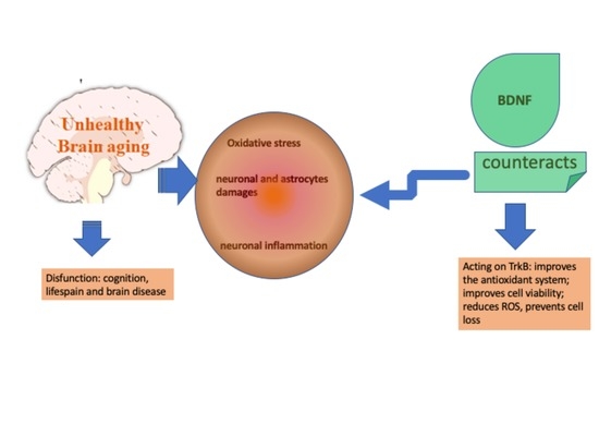 Brain Sciences | Free Full-Text | The Role of BDNF on Aging-Modulation ...