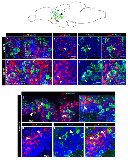 Cellular Localization of gdnf in Adult Zebrafish Brain