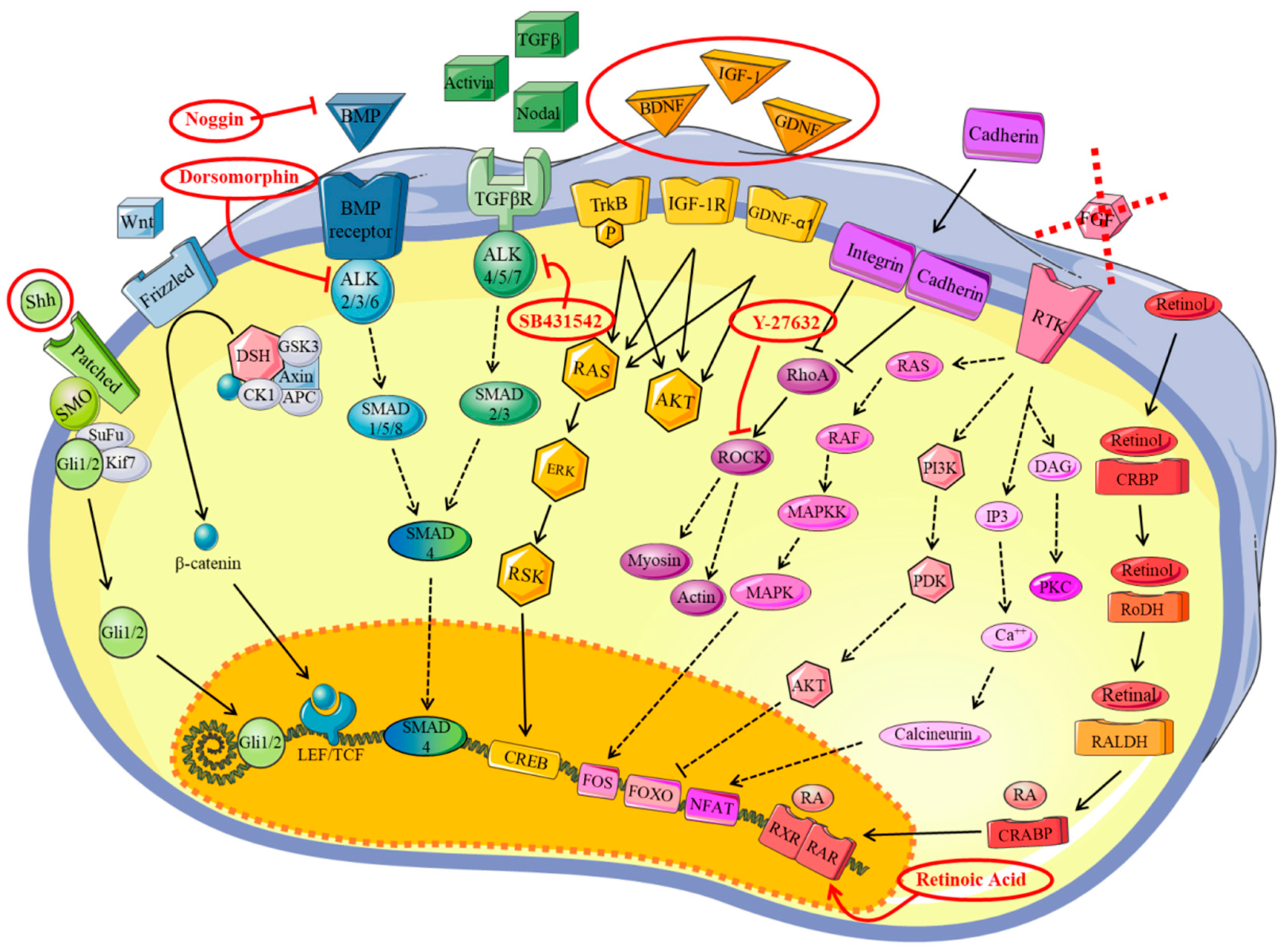 Cell Cycle Inhibitors Protect Motor Neurons In An Organoid