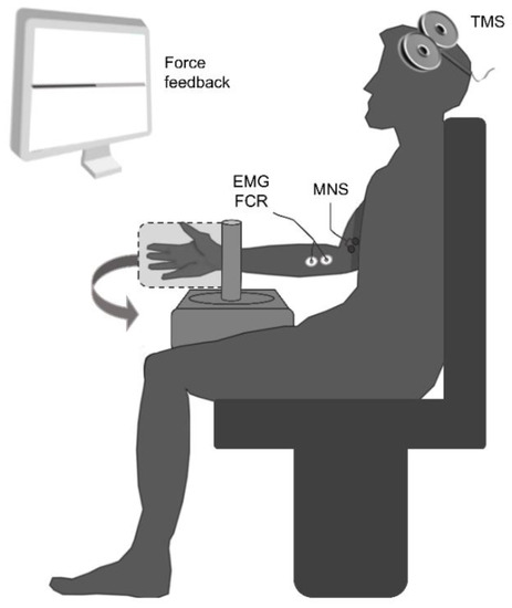 Influence of Voluntary Contraction Level, Test Stimulus Intensity and ...