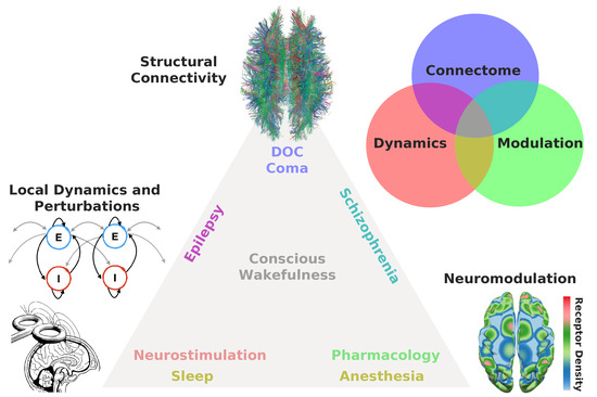 Whole-Brain Models to Explore Altered States of Consciousness from the ...