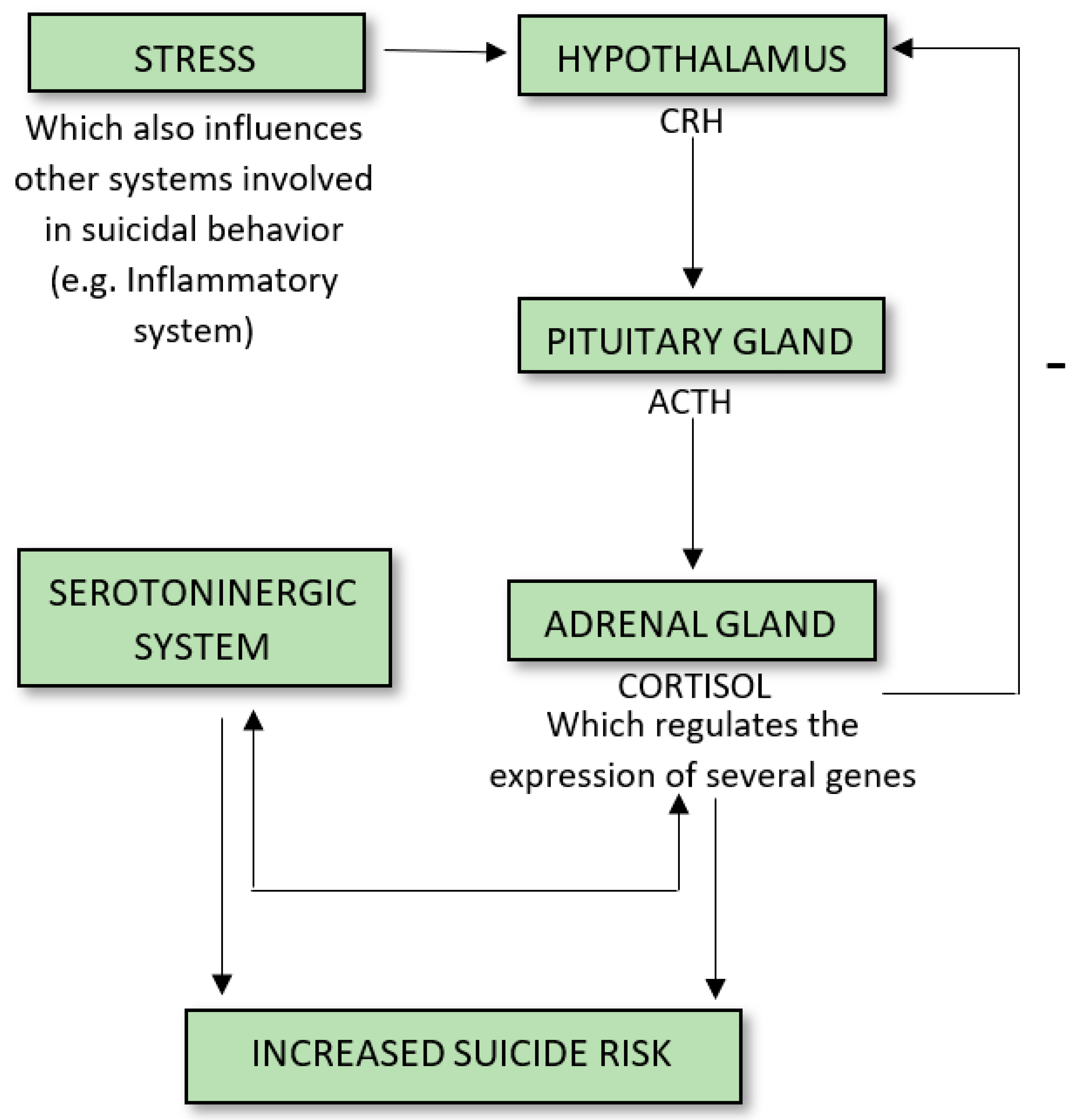 Brain Sciences Free Full Text The Involvement Of Hypothalamus