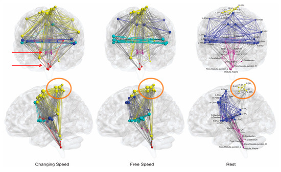 Functional MRI Reveals Locomotion-Control Neural Circuits in Human ...