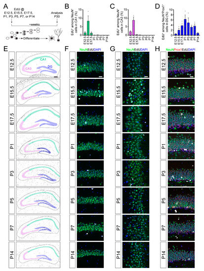 Differential Timing and Coordination of Neurogenesis and Astrogenesis ...