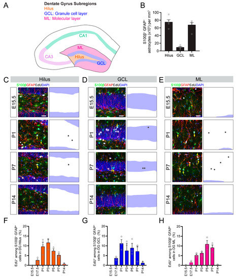 Differential Timing and Coordination of Neurogenesis and Astrogenesis in Developing Mouse ...