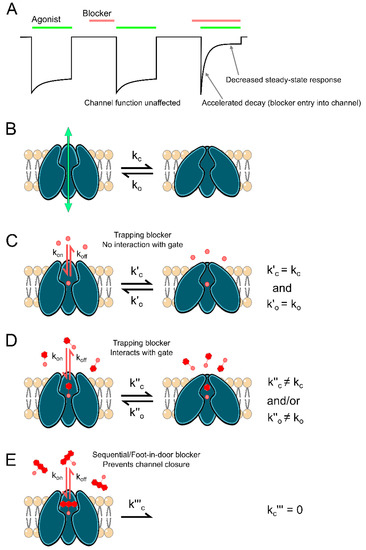 Interplay between Gating and Block of Ligand-Gated Ion Channels
