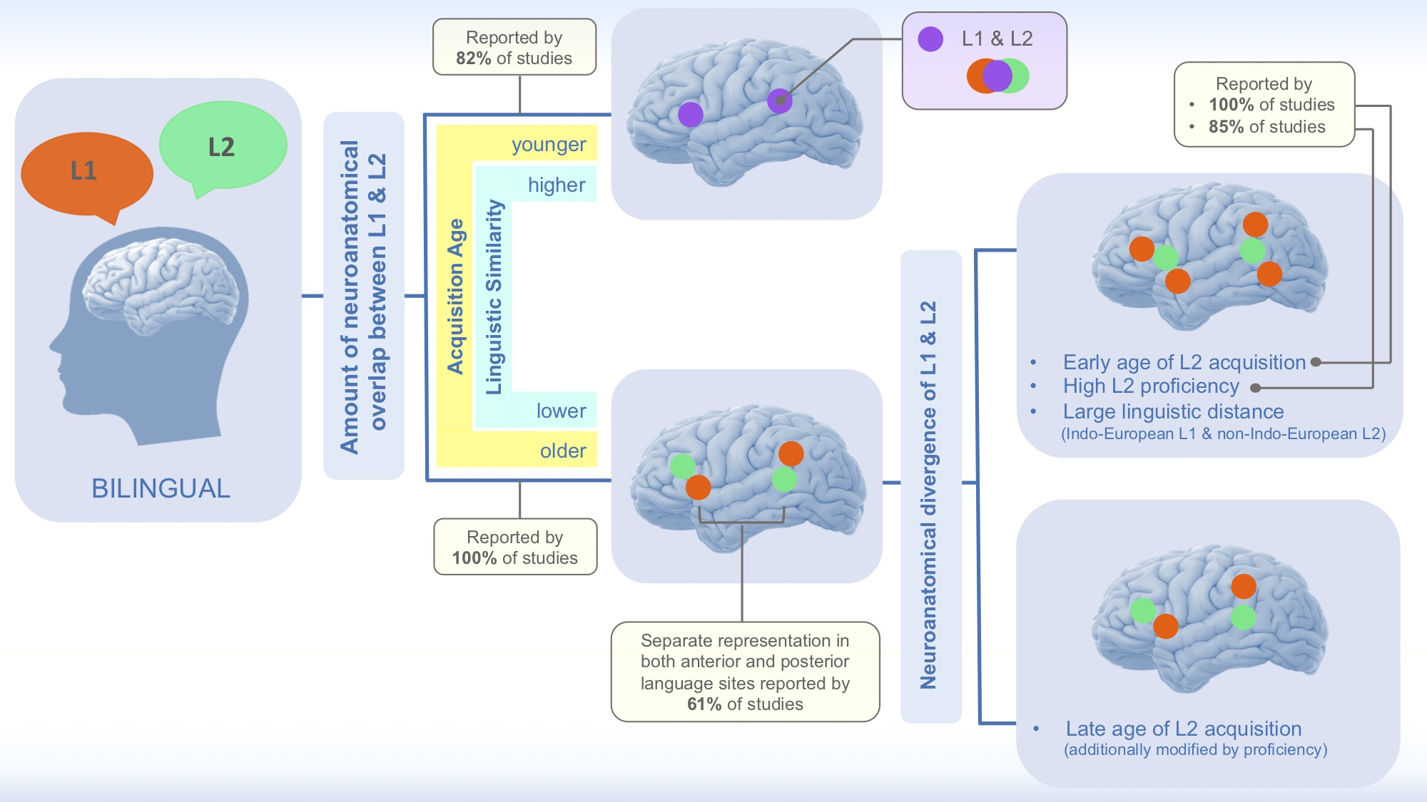 Brain Sciences | Free Full-Text | Factors Modifying the Amount of Neuroanatomical Overlap ...