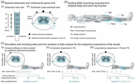 Brain And Spinal Cord Reflexes
