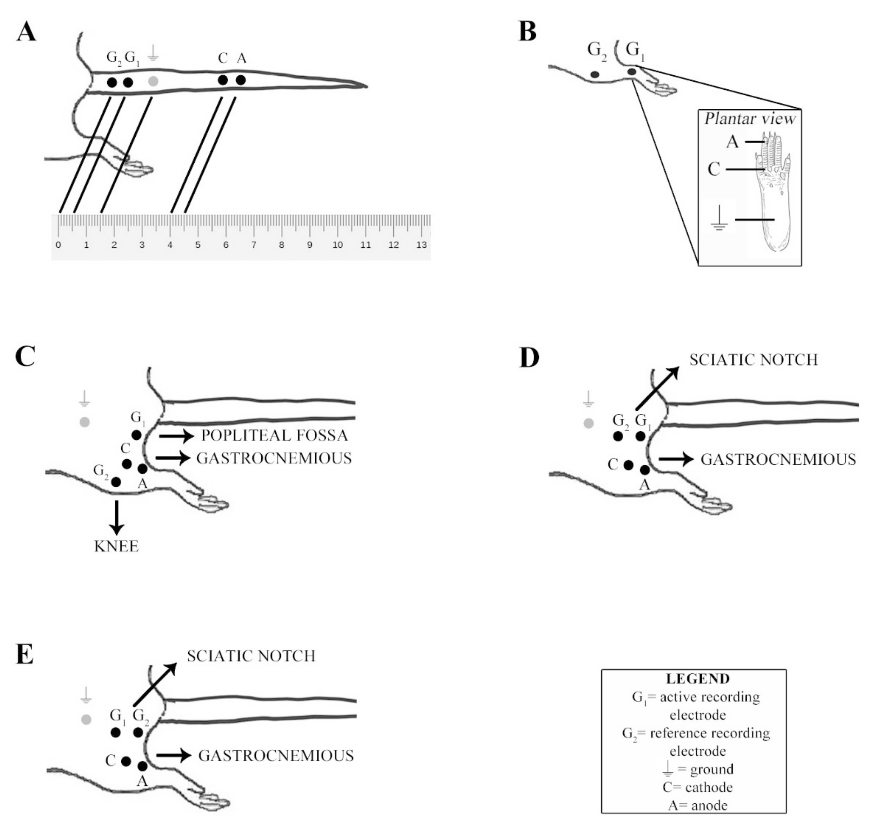 Addressing the Need of a Translational Approach in Peripheral ...