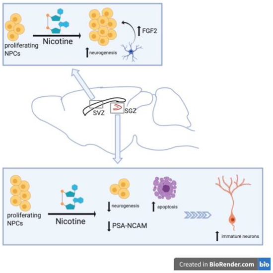 Systematic Review of Nicotine Exposure’s Effects on Neural Stem and ...