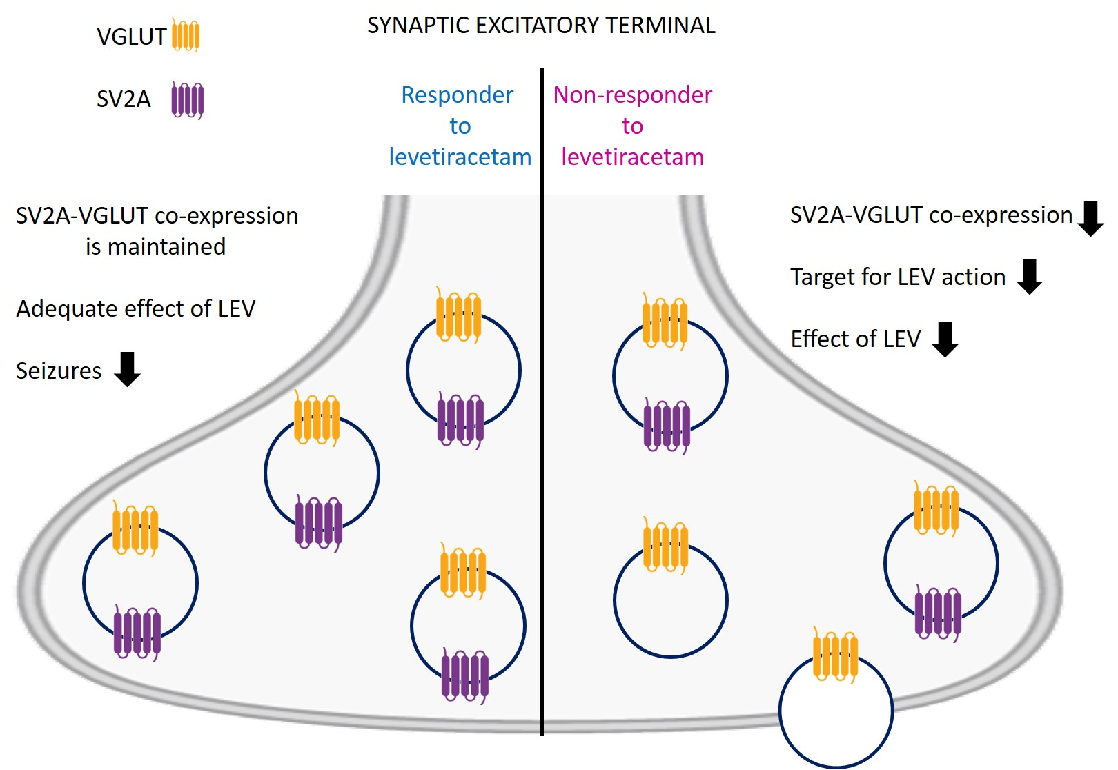Brain Sciences | Free Full-Text | Synaptic Vesicle Protein 2A Expression in Glutamatergic ...