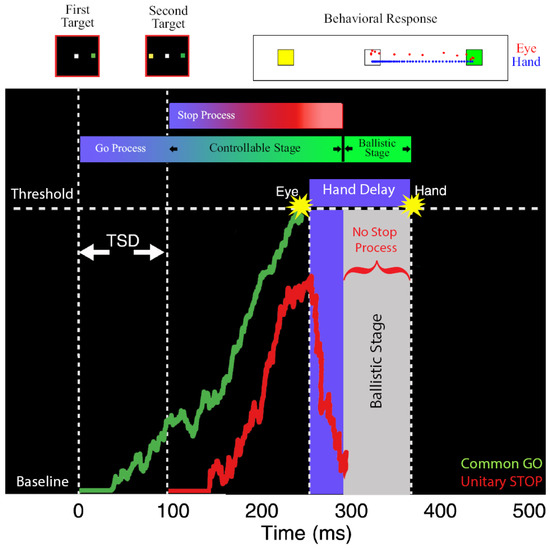Brain Sciences | Special Issue : How Does Motor Inhibitory Control ...