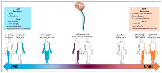Cortical Excitability across the ALS Clinical Motor Phenotypes