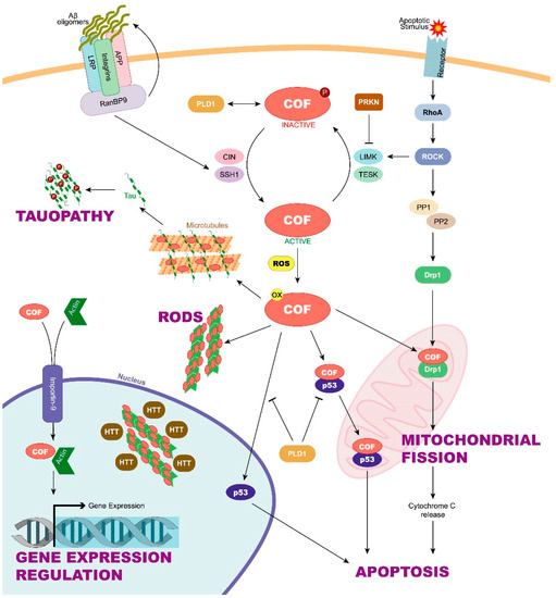 Cofilin and Neurodegeneration: New Functions for an Old but Gold Protein