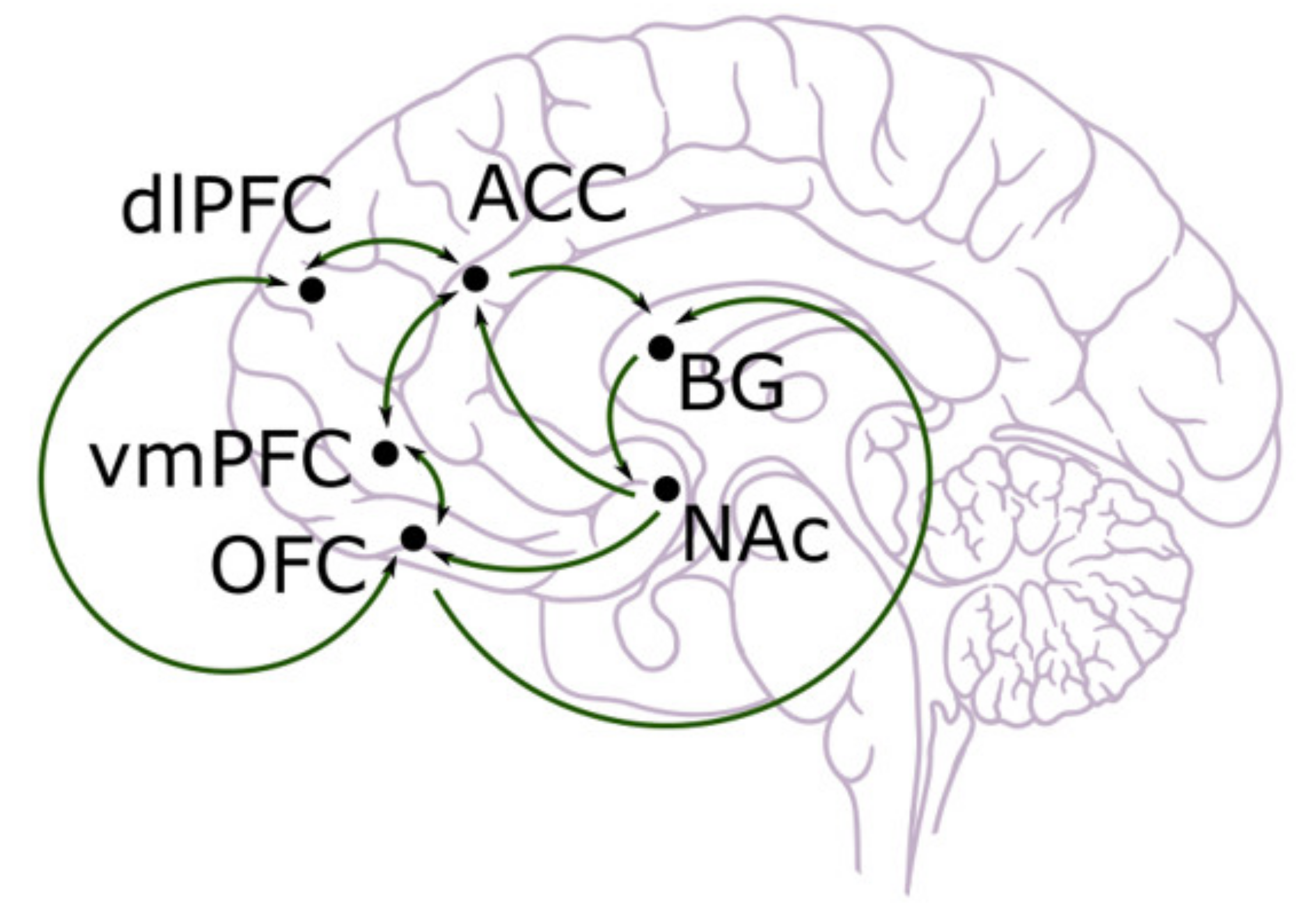 Ventromedial Prefrontal Cortex And Orbitofrontal Cortex