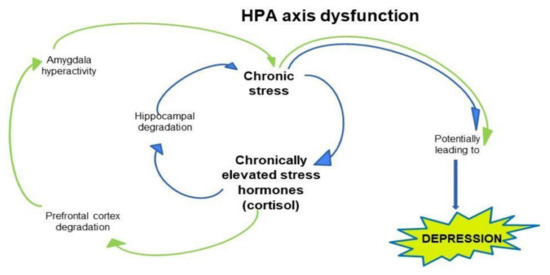 HPA Axis in the Pathomechanism of Depression and Schizophrenia: New ...