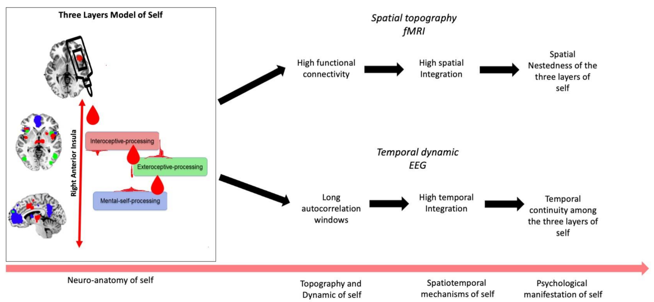 The Self and Its Right Insula—Differential Topography and Dynamic of ...