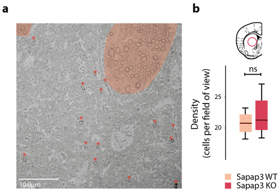 Reduced Axon Calibre in the Associative Striatum of the Sapap3 Knockout ...