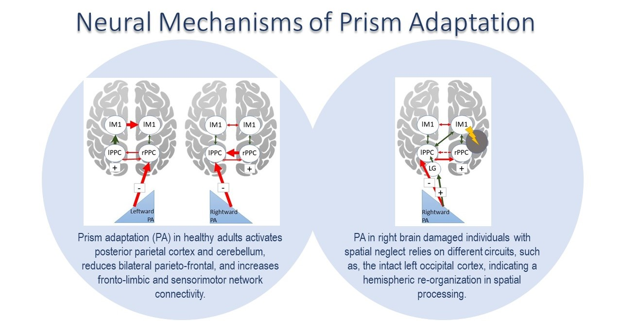 Brain Sciences | Free Full-Text | Neural Mechanisms of Prism Adaptation in Healthy Adults and ...