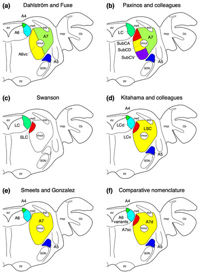 Brain Sciences | Special Issue : Towards Understanding the Functional ...