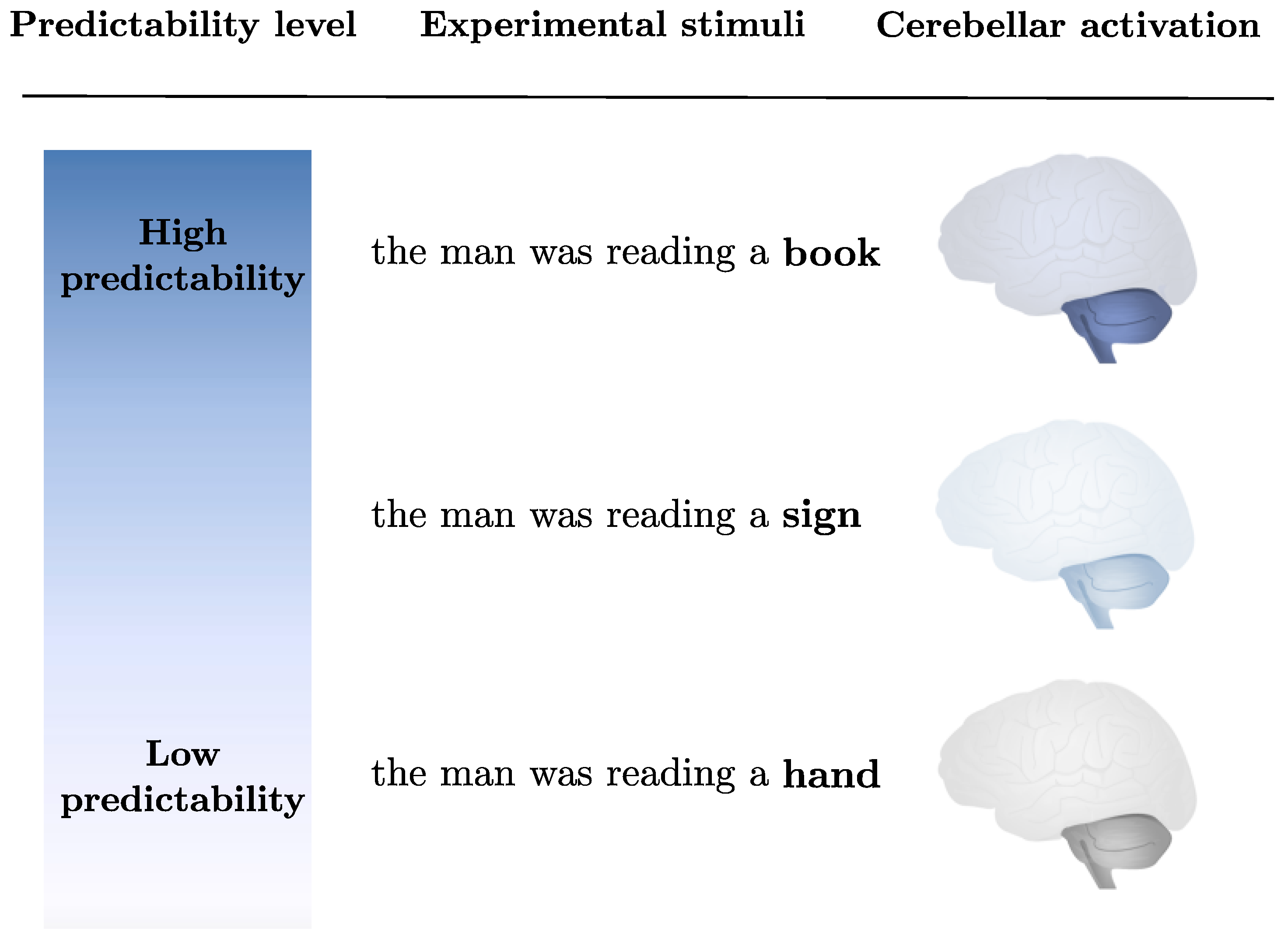 The Human Cerebellum as a Hub of the Predictive Brain