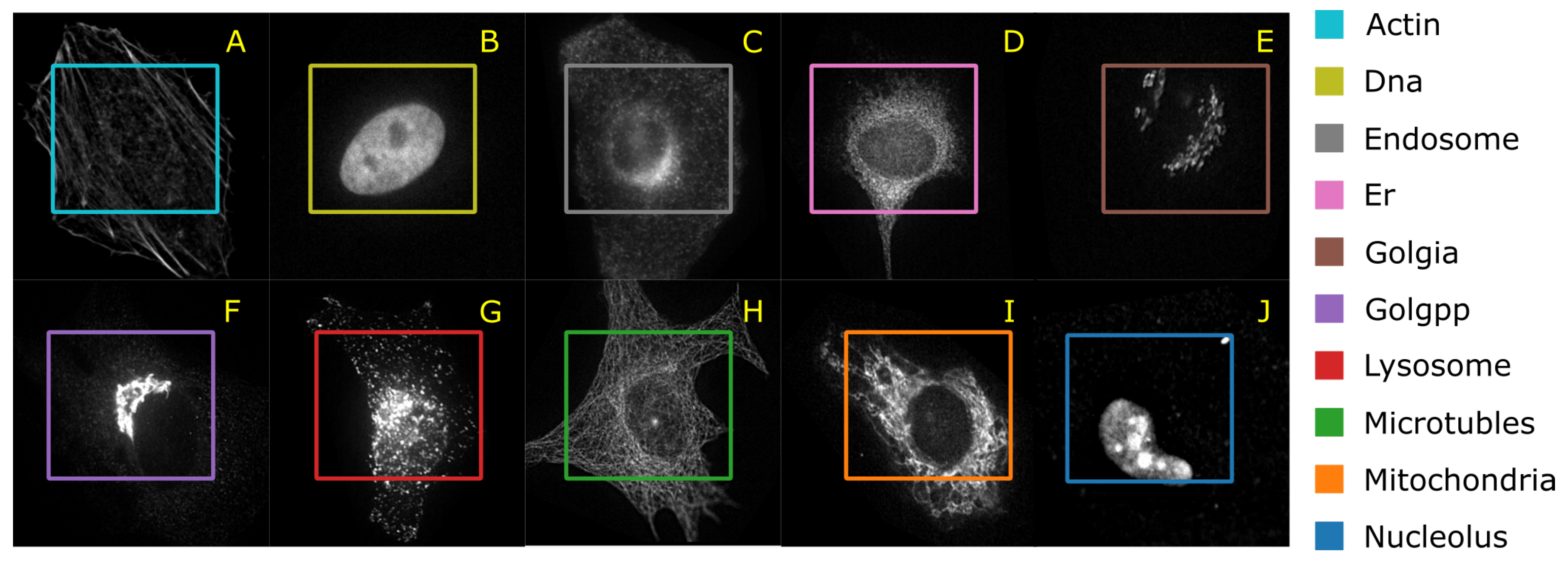 The Active Segmentation Platform for Microscopic Image Classification ...