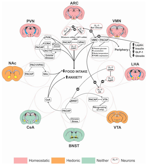 The PACAP/PAC1 Receptor System and Feeding