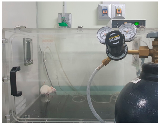 Brain Activity after Intermittent Hypoxic Brain Condition in Rats