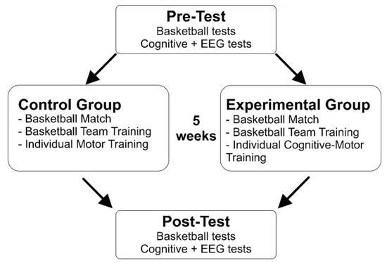Effects of a Cognitive-Motor Training on Anticipatory Brain Functions ...