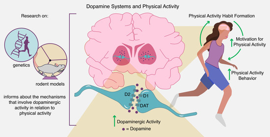 Brain Sciences | Special Issue : The Role of Dopamine in Neural Circuits