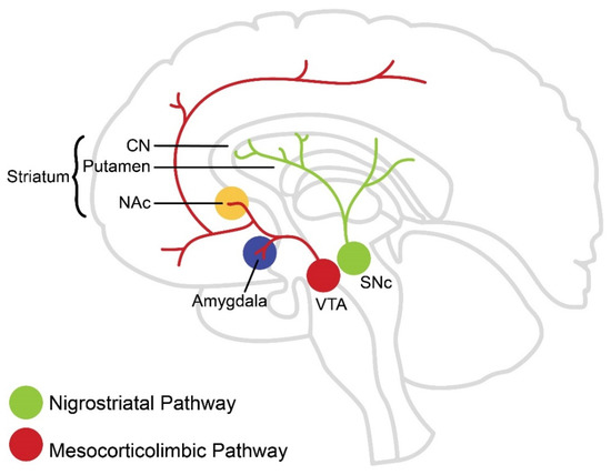 Brain Sciences | Special Issue : The Role of Dopamine in Neural Circuits