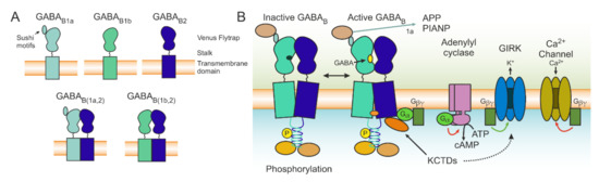 Keeping the Balance: GABAB Receptors in the Developing Brain and Beyond