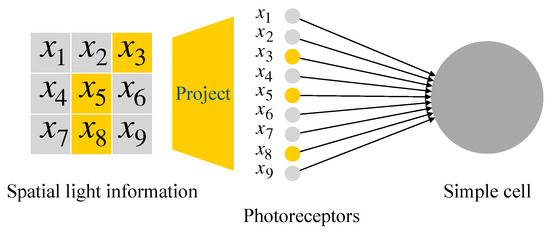 Brain Sciences | An Open Access Journal from MDPI