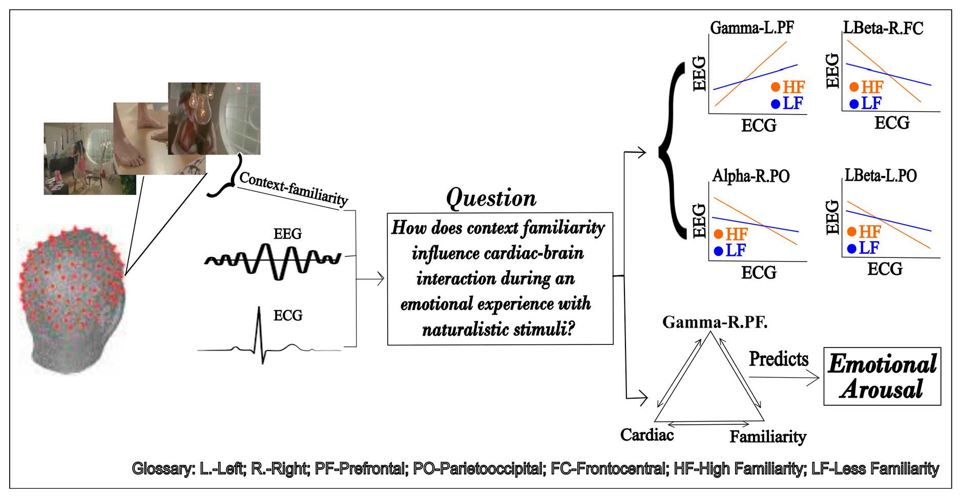 Brain Sciences | Free Full-Text | Cardiac–Brain Dynamics Depend on ...
