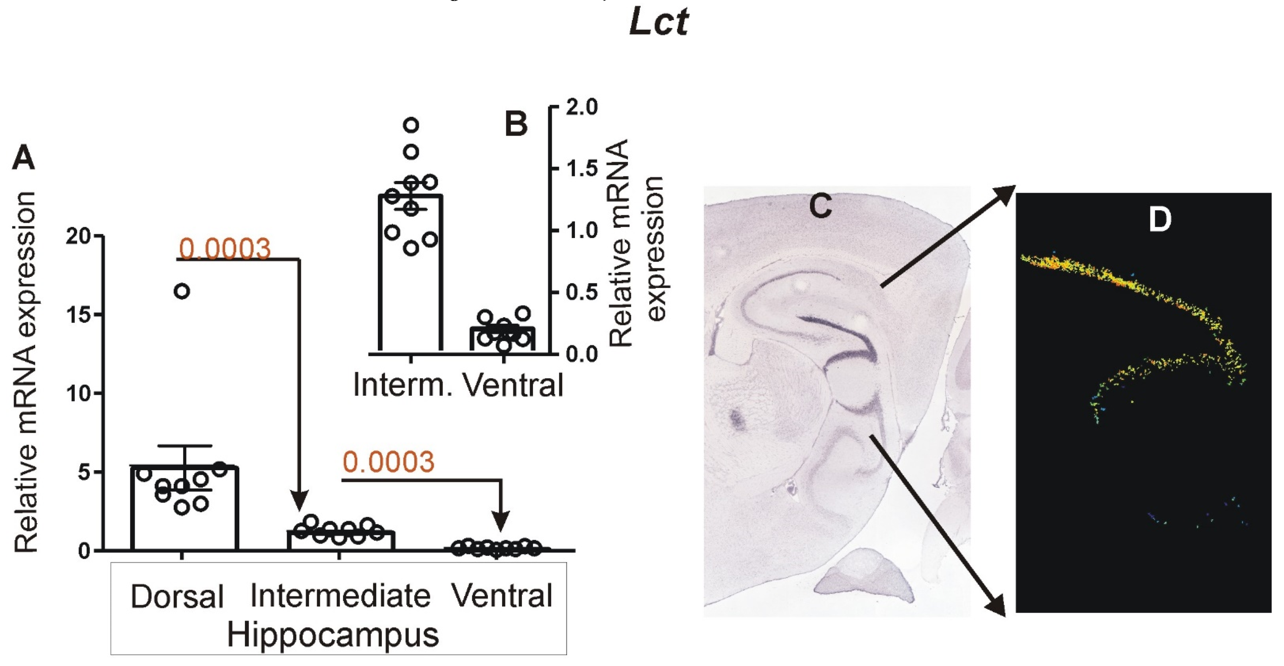 Hippocampus Anatomy Mouse