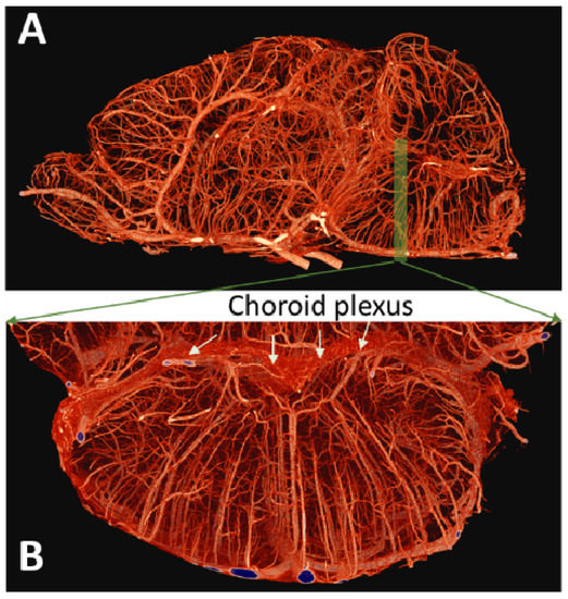 Brain Sciences | An Open Access Journal from MDPI